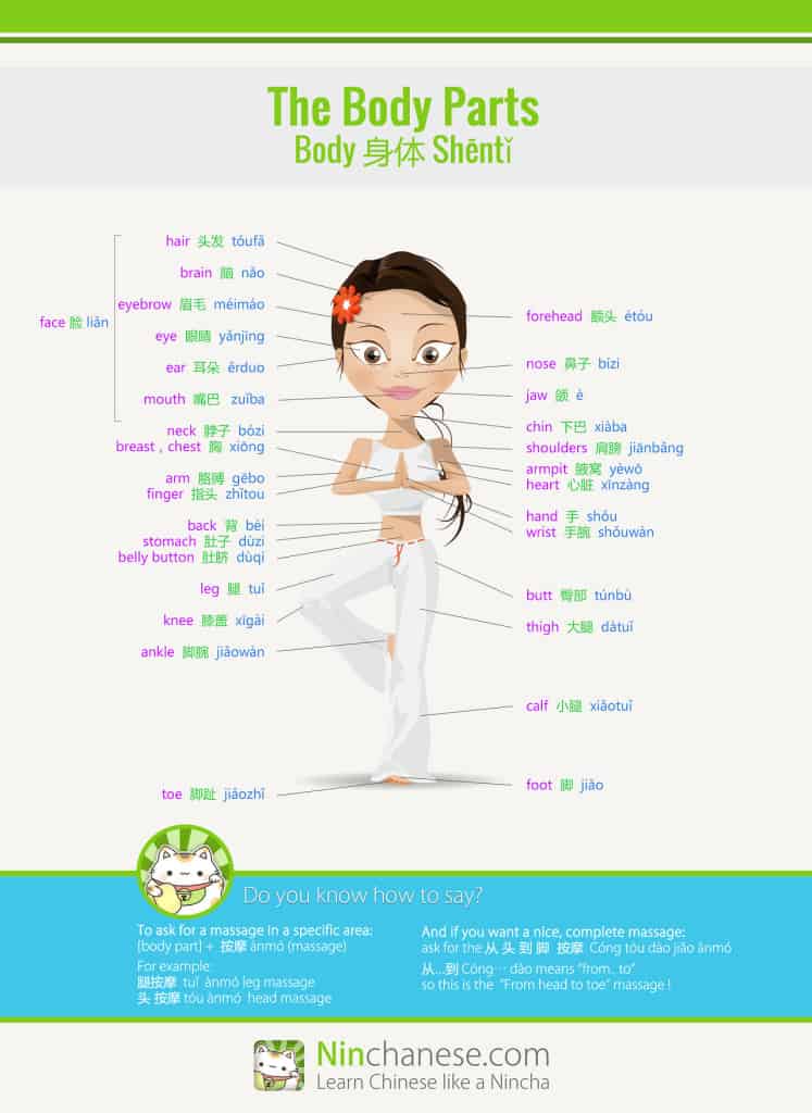 Body parts in Chinese - Infographic! Your key to a perfect massage ...